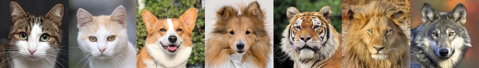 Running StyleGAN3 on Gradient Notebooks